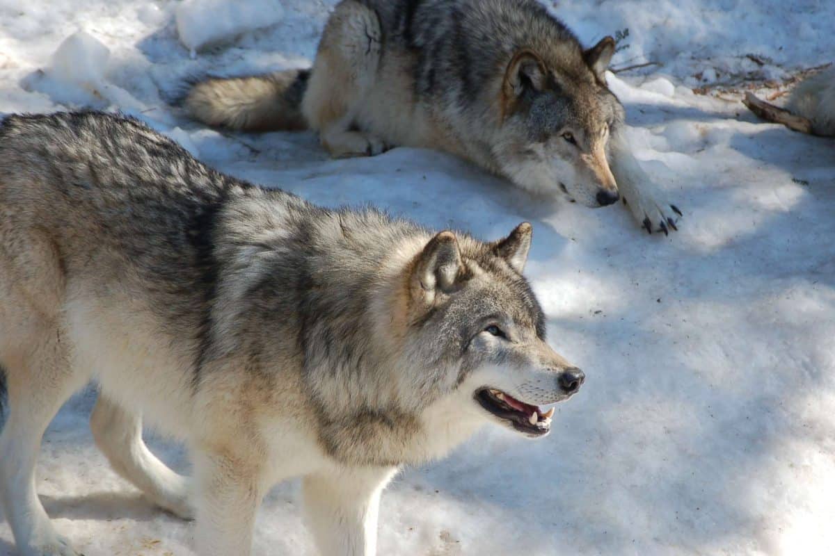 Étude "Pierre et le Loup" et ⚒ La Russie dont fichier d'activités